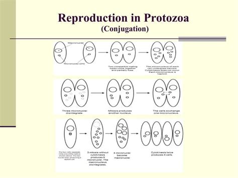Anatomy Of Protozoan Cell Ppt
