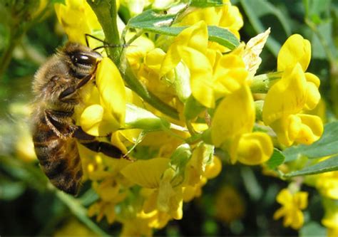 Донник, буркун, малясник, мольная трава.