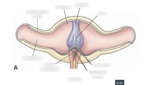 Membranous Labyrinth Diagram Quizlet