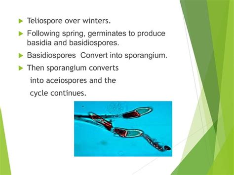 Stem Rust Of Wheat Pptx