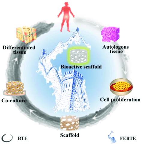Comparison Of Two Bone Repair Strategies Traditional Bone Tissue Download Scientific Diagram