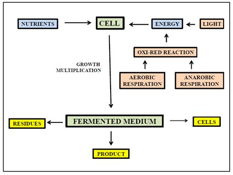 Fermentation Process Diagram Diagram Fermentation Process Stock