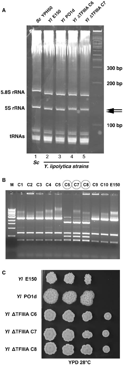 Phenotypic And 5s Rrna Analyses Of Y Lipolytica Áyltfiiia Mutants A