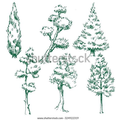 Vector Illustration Set Trees Sketch Line Stock Vector Royalty Free 324922319 Shutterstock