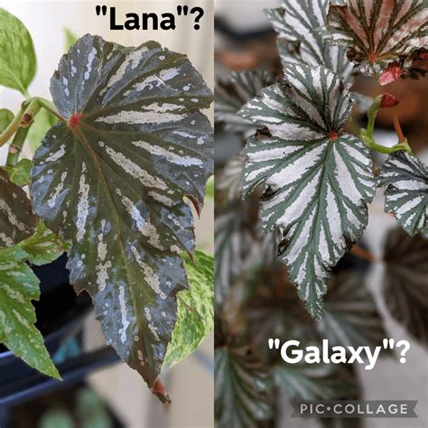 Cane Begonia Id R Begonias