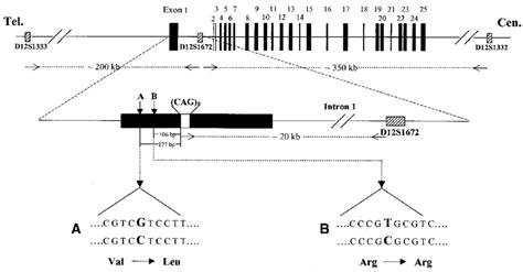 Schematic Presentation Of Microsatellite Markers And Snps Used For