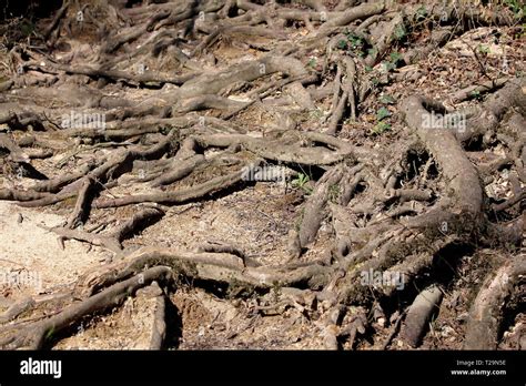 Multiple Visible Exposed Tree Roots Growing In Various Directions Covered With Dirt And Small