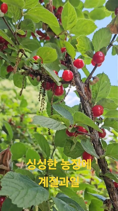 봄에 나오는 농장에 계절과일 Youtube