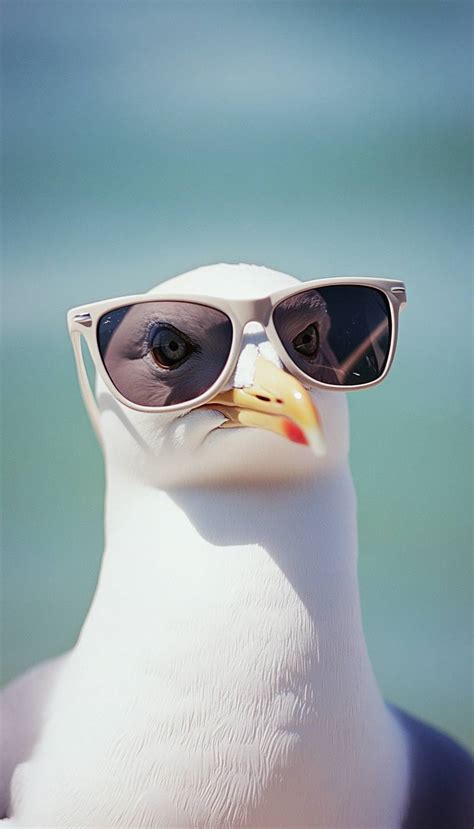 Seagull Wearing Sunglasses