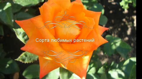 Роза Миракл. - YouTube