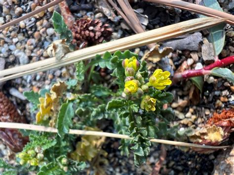 Annual Survey Provides Key Insights Into Status Of Tahoe Yellow Cress Along Lake Tahoes Shores
