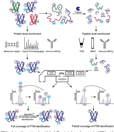 Table 1 From Mass Spectrometry Based Detection And Assignment Of