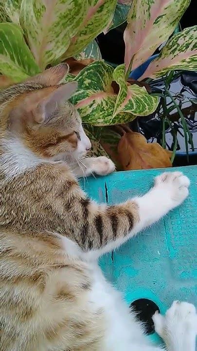 Mpus Bermain Shorts Youtube