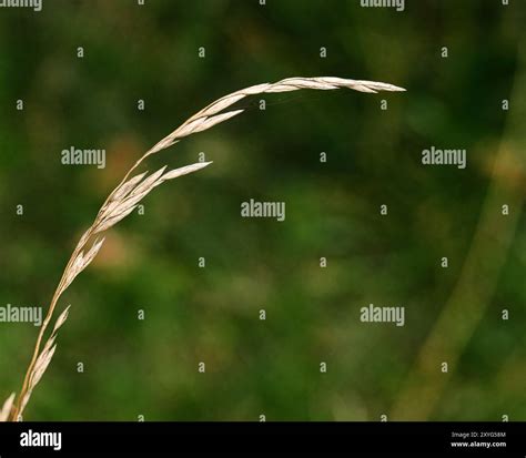 Evergreen Or Herbaceous Perennial Tufted Grasses With A Height Range Of