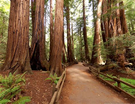 Exploring Muir Woods National Monument Walking Among California Redwood Trees