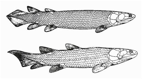 Gaps In The Fossil Record Of Evolution — What Their Explanation Is Evolution Fossil Art Lodge