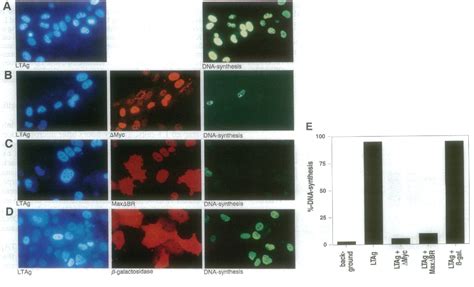 Figure 1 From Role Of C Myc In Simian Virus 40 Large Tumor Antigen Induced Dna Synthesis In