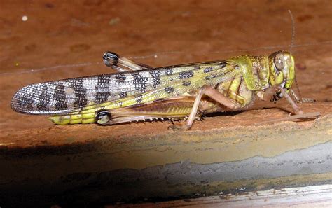 Locust Simple English Wikipedia The Free Encyclopedia
