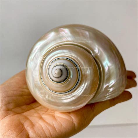 Natural White Turbo Shell For Decor Conch Jade Turbo Shell Spiral