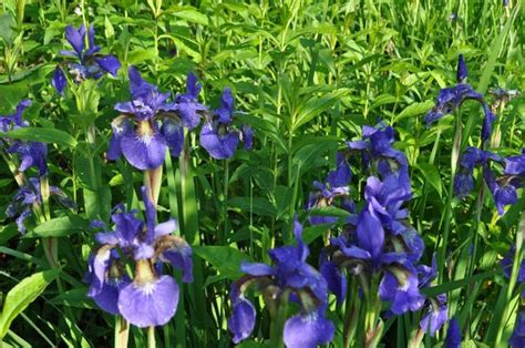 Blue Siberian Iris In Marcia S Highlands Garden