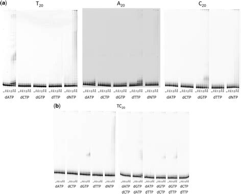 Primer Extension Assay With Homopolymeric Substrates A Extension Of Download Scientific