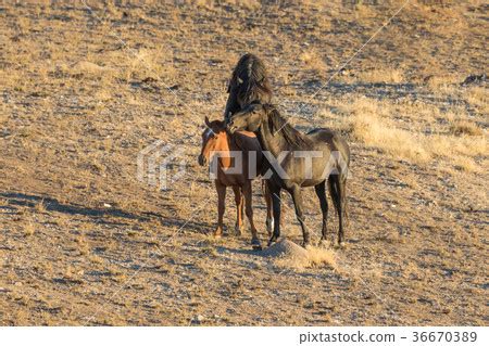 Stallion Horse Mating Poster Wild Horses Mating In The Utah Desert
