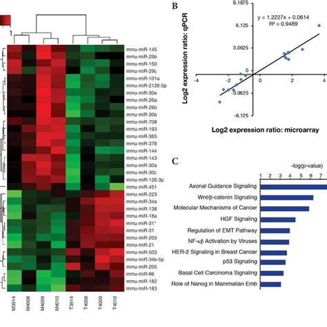 Identification And Validation Of Differentially Expressed Mirna Genes