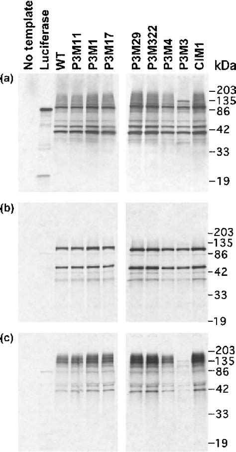 In Vitro Translation Of Wild Type Wt And Mutant Wsmv Transcripts A