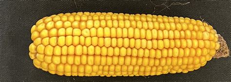 How To Use The Corn Object Detection Api