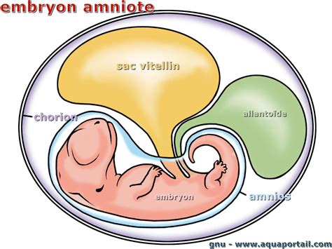 Amniote Definition