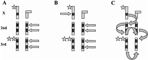 The Three Models That Could Explain The Sex Ratio Phenotype Projected Download Scientific