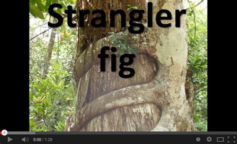 Strangler Fig Amazing Adaptations