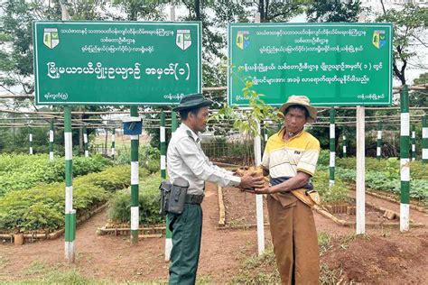 တန့်ယန်းမြို့နယ်တွင် သစ်တောဦးစီးဌာနမှ ဒေသခံပြည်သူများအား သစ်ပင်ပျိုးပင် အခမဲ့ဖြန့်ဝေပေး