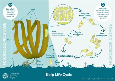 About Kelp Sussex Kelp Recovery Project