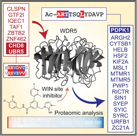 Impact Of Win Site Inhibitor On The Wdr5 Interactome Abstract