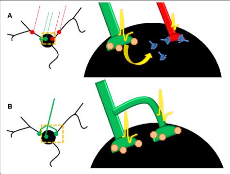 Figure 11 From Initiating Complement Dependent Synaptic Refinement