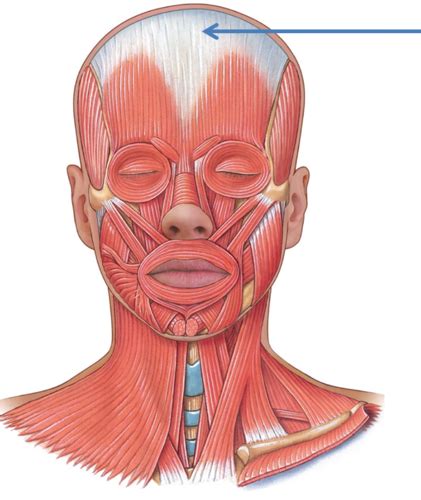 Muscles Of The Body Flashcards Quizlet