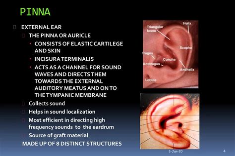 Ppt Basic Ear Anatomy Powerpoint Presentation Free Download Id9440245