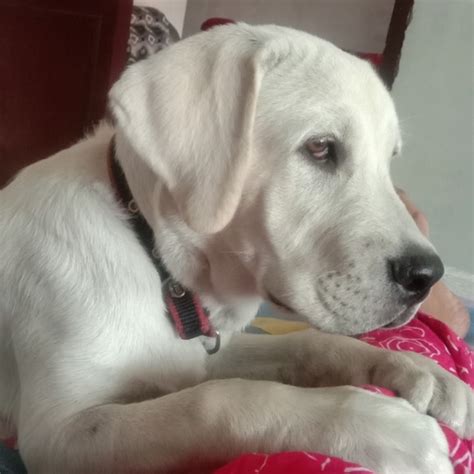 Cute Scooby 01 Youtube