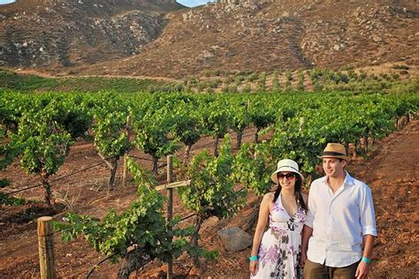 Wine Tour Valley Of Guadalupe