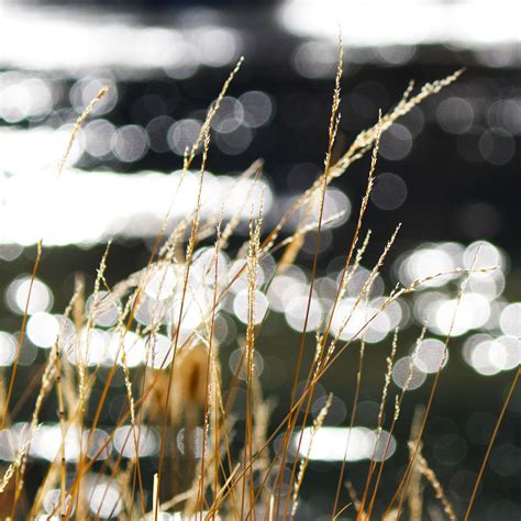 River Reflect Grass E1638737198494