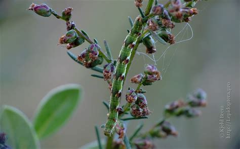 Photo 27293 Eupithecia Innotata