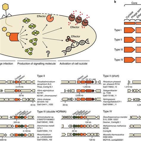 General Description Of Cbass Systems A A General Model For The Mode Of Download Scientific