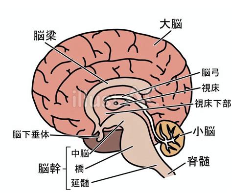 脳の解剖イラスト No 23890310｜無料イラスト・フリー素材なら「イラストac」