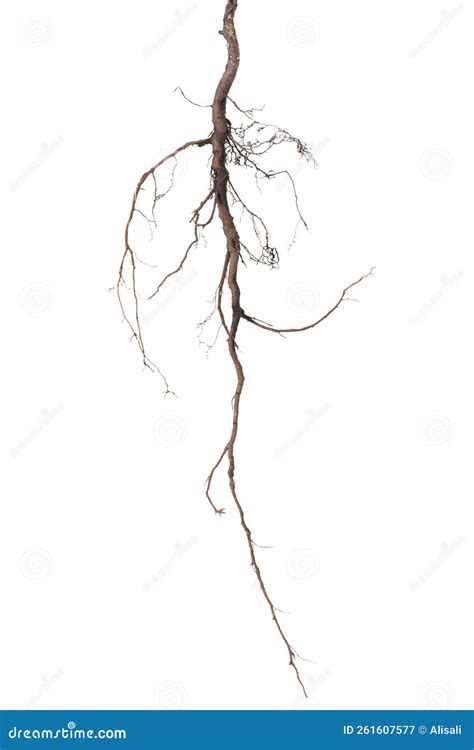 Bird Cherry Tree Roots Is Isolated On White Background Stock Image