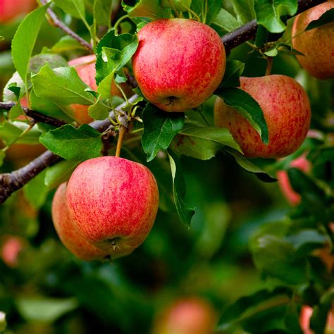 Fuji Apple Trees For Sale