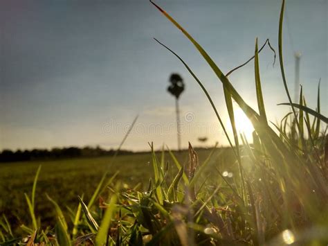 Grass Stock Image Image Of Vmve Rise Grass 68656127