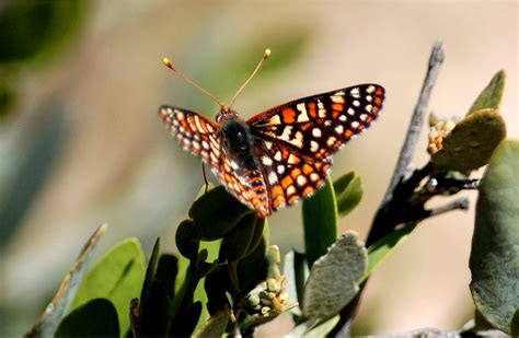 Edupic Butterflies And Moths Page Two