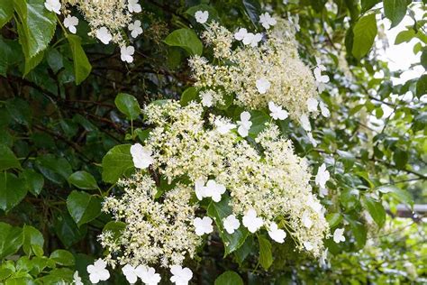 How To Grow Climbing Hydrangeas Rhs Gardening Climbing Hydrangea