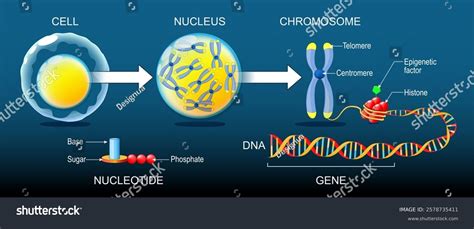 Dna Structure Organization Packaging Genetic Material Stock
